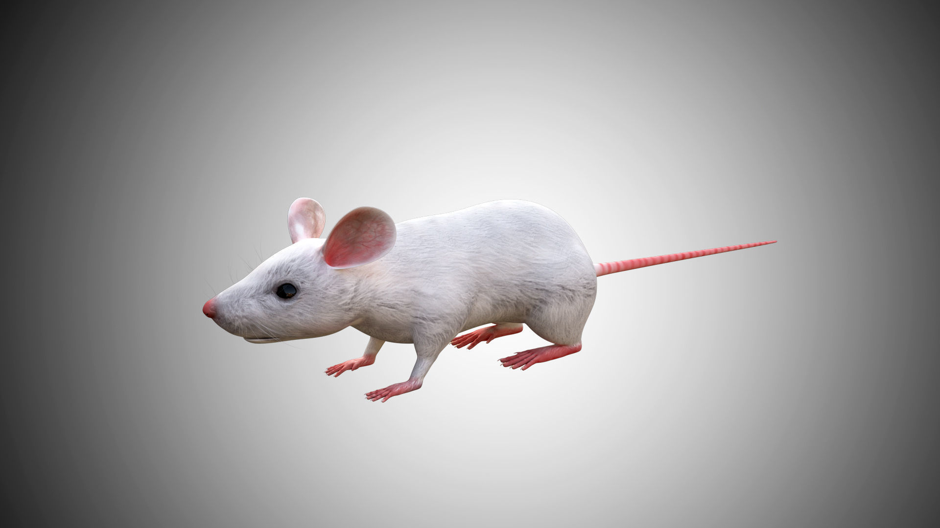 3D model White Mouse Mice Low Poly Rigged VR / AR / low-poly | CGTrader