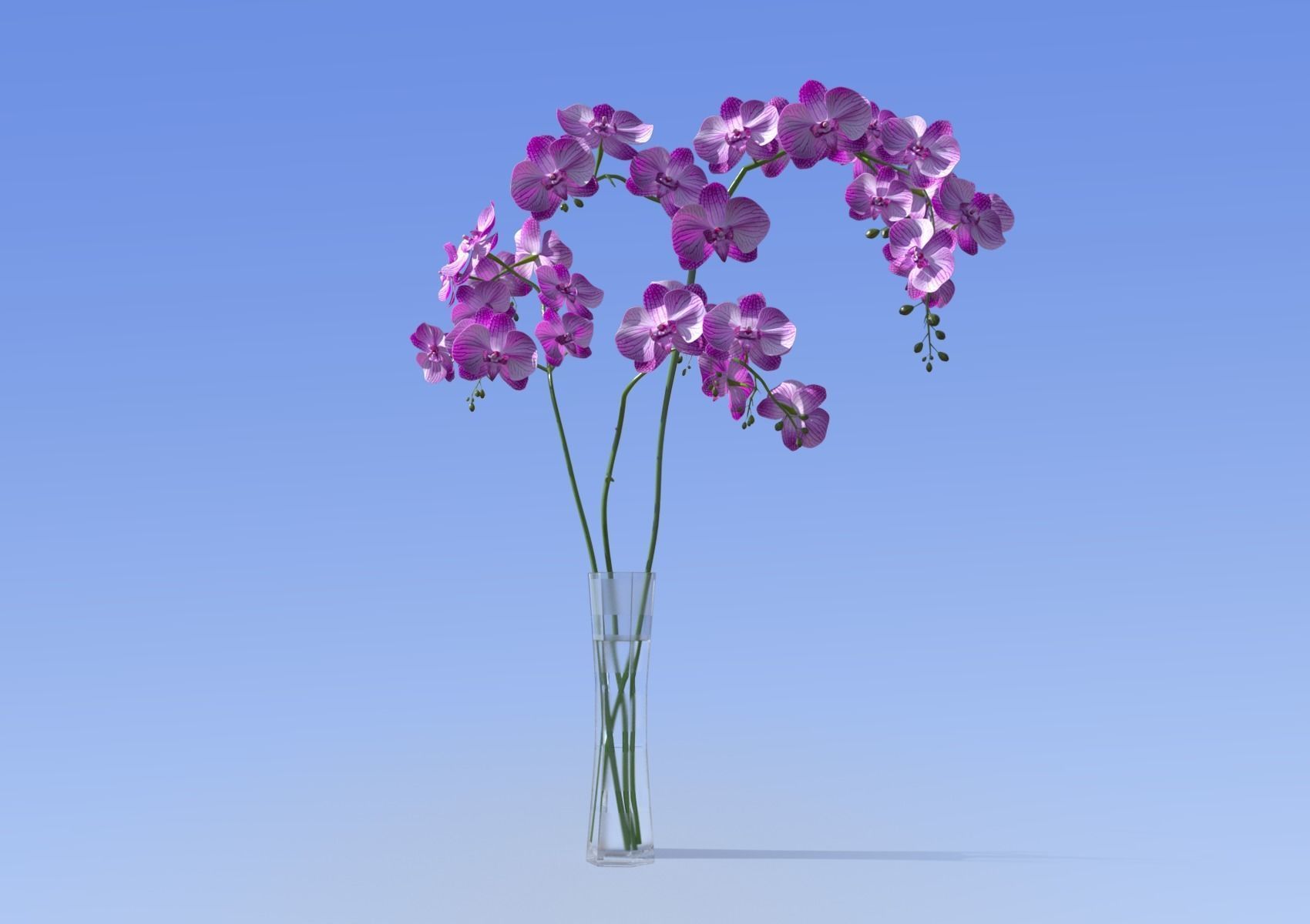 Orchid 3D model | CGTrader