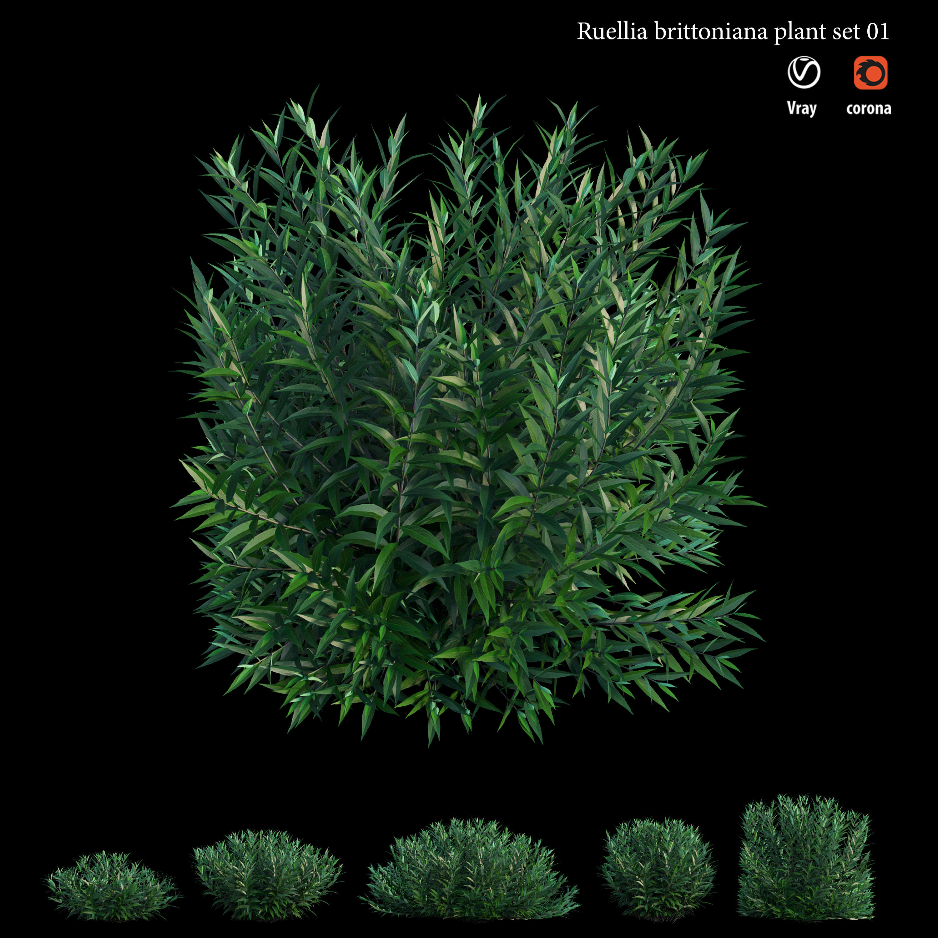 3D model Ruellia brittoniana VR / AR / low-poly | CGTrader