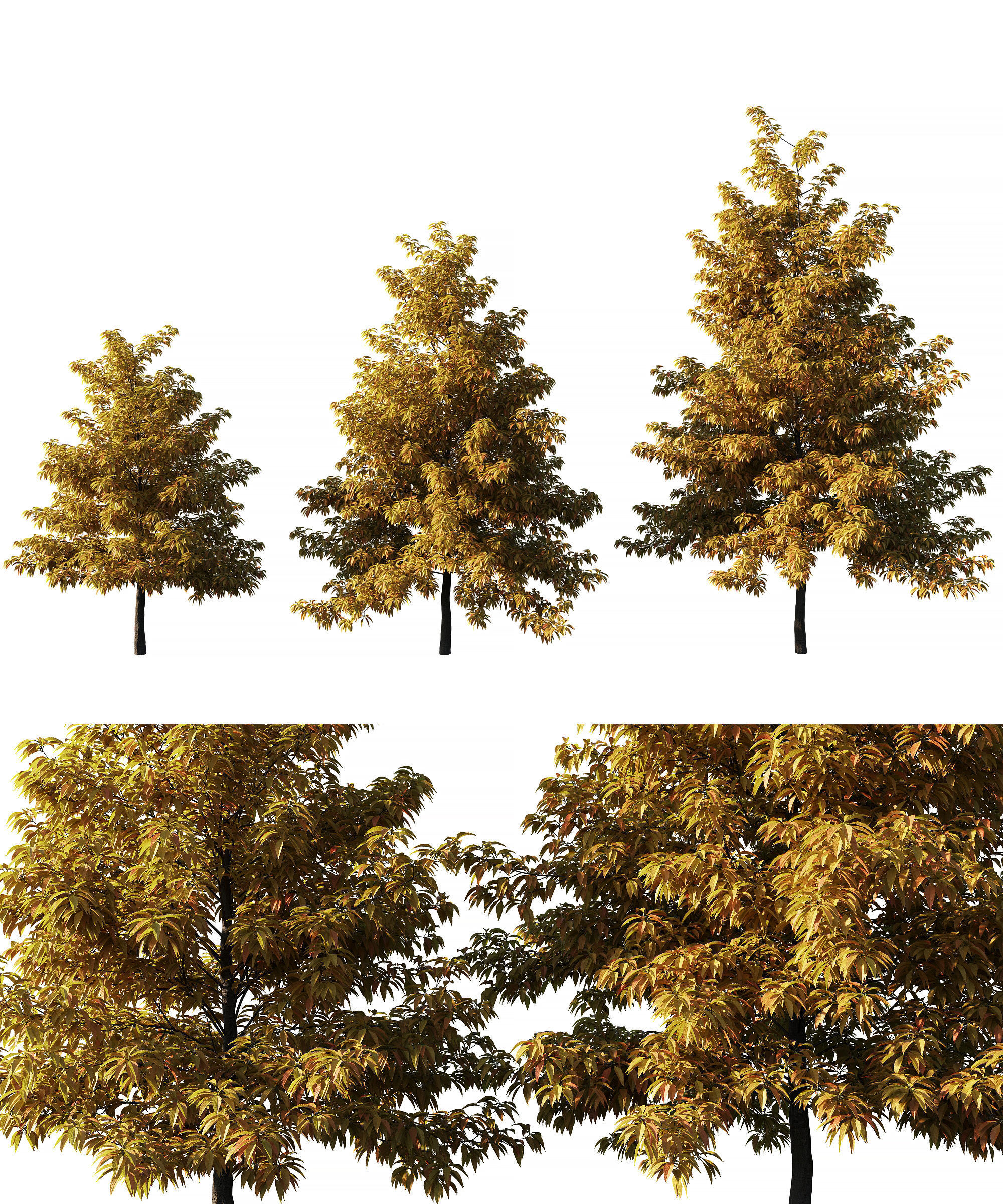 Nyssa sylvatica autumn 3D model | CGTrader