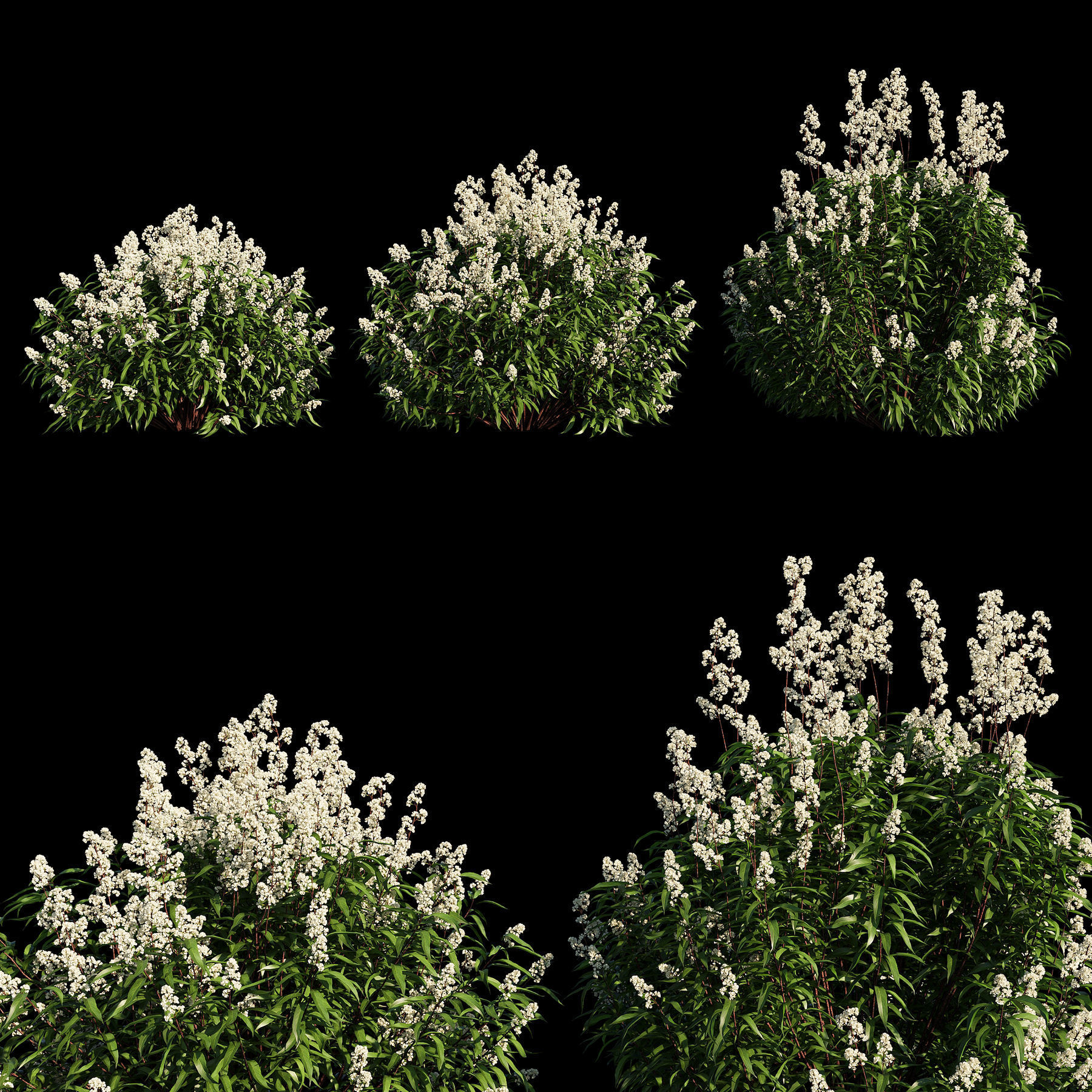 Spiraea alba tree 3D model rigged | CGTrader