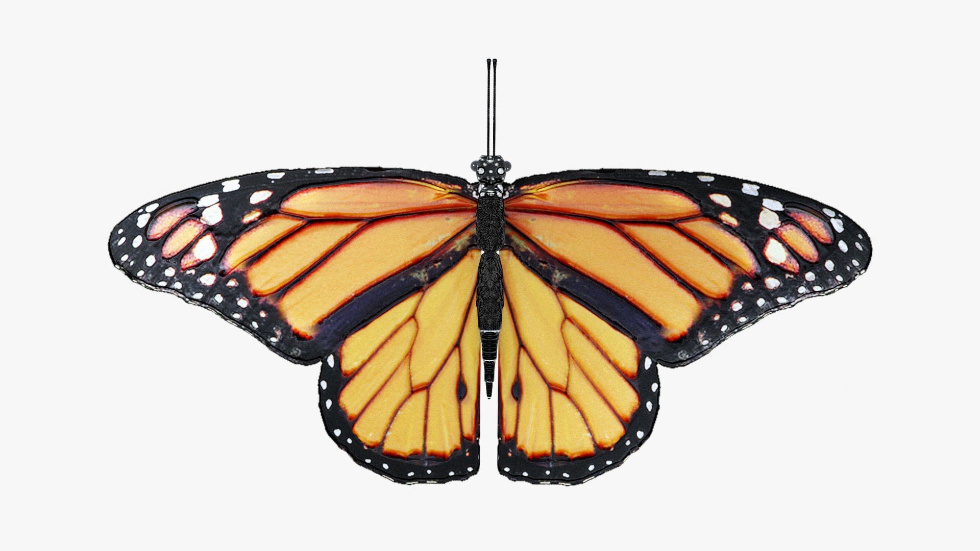 Low-Poly Butterfly - Fully Rigged For Blender free VR / AR / low-poly ...