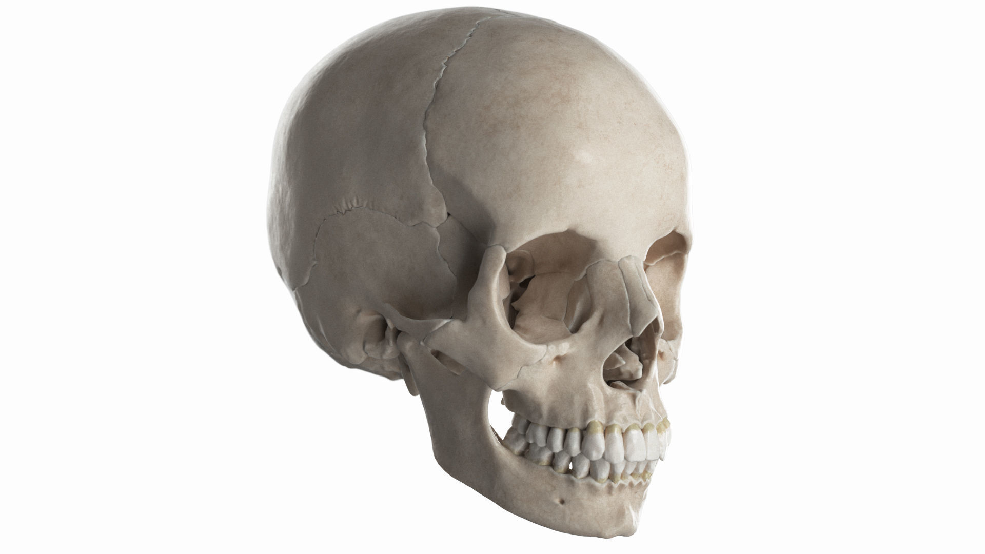 Female Skull 3D model | CGTrader