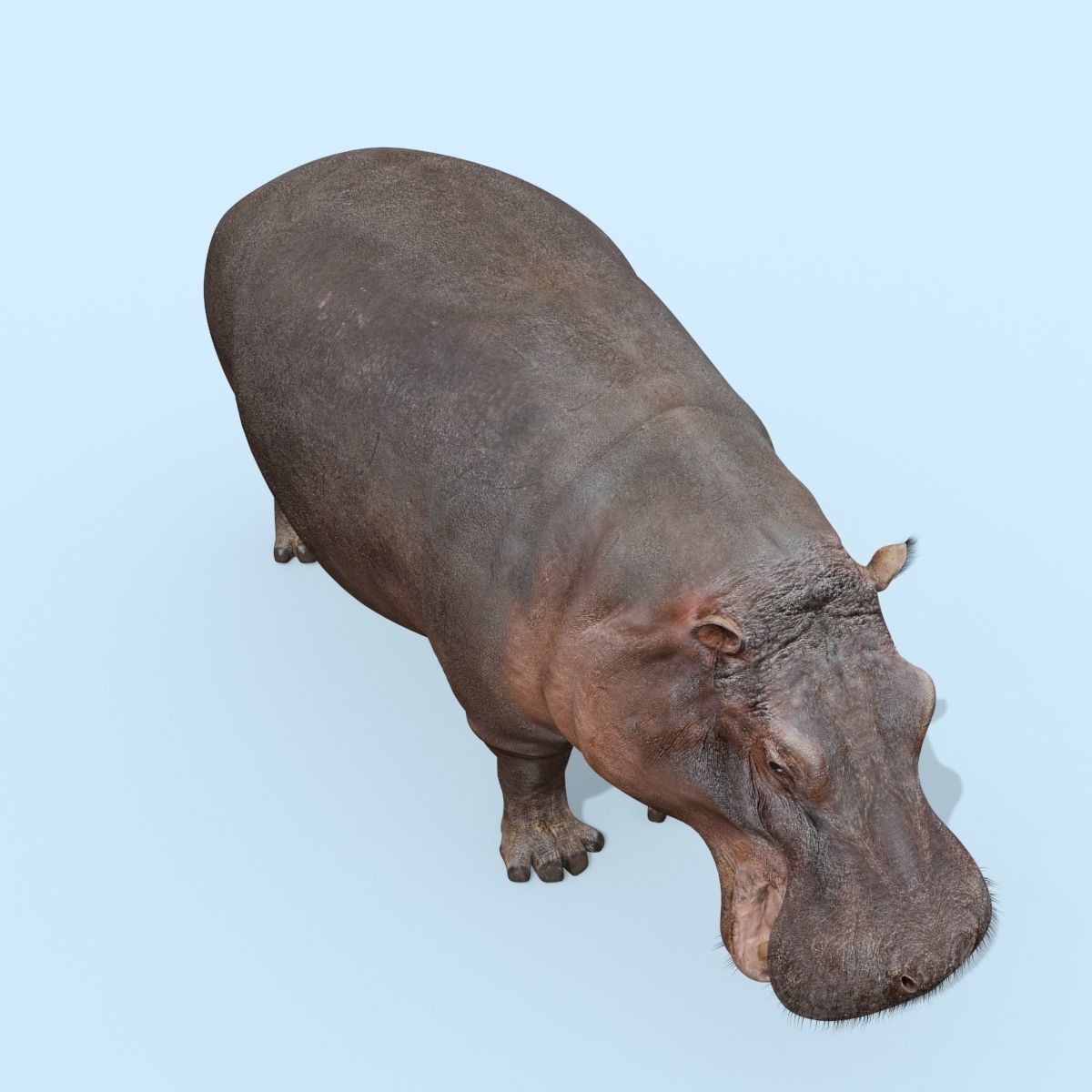 Super Hippo 8K - Animated 3D model animated rigged | CGTrader