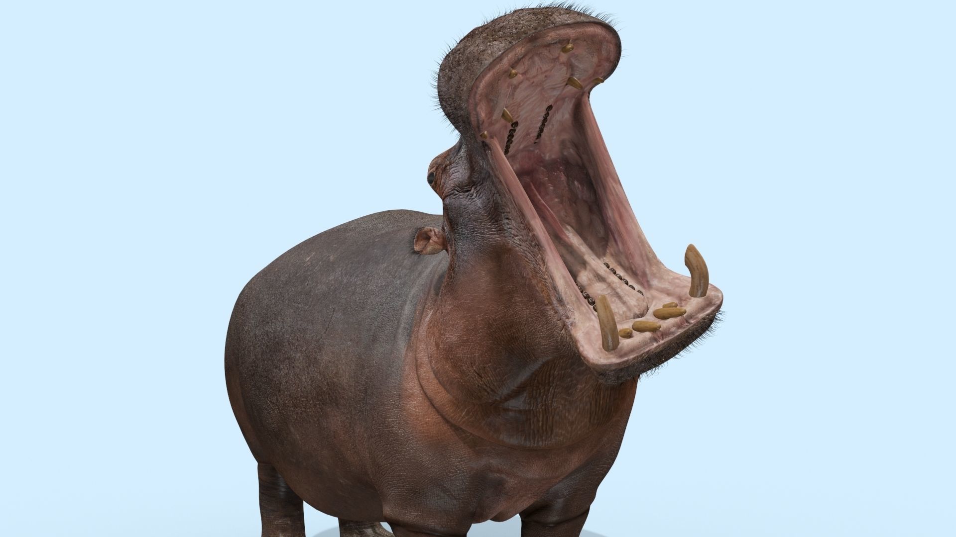 Super Hippo 8K - Animated 3D model animated rigged | CGTrader
