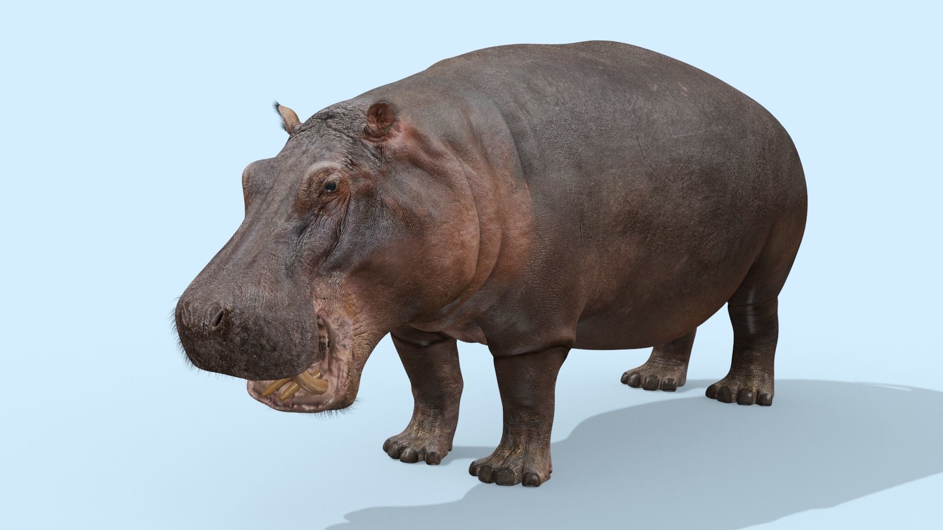 Super Hippo 8K - Animated 3D model animated rigged | CGTrader