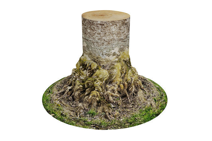 Tree Trunk 3D model | CGTrader