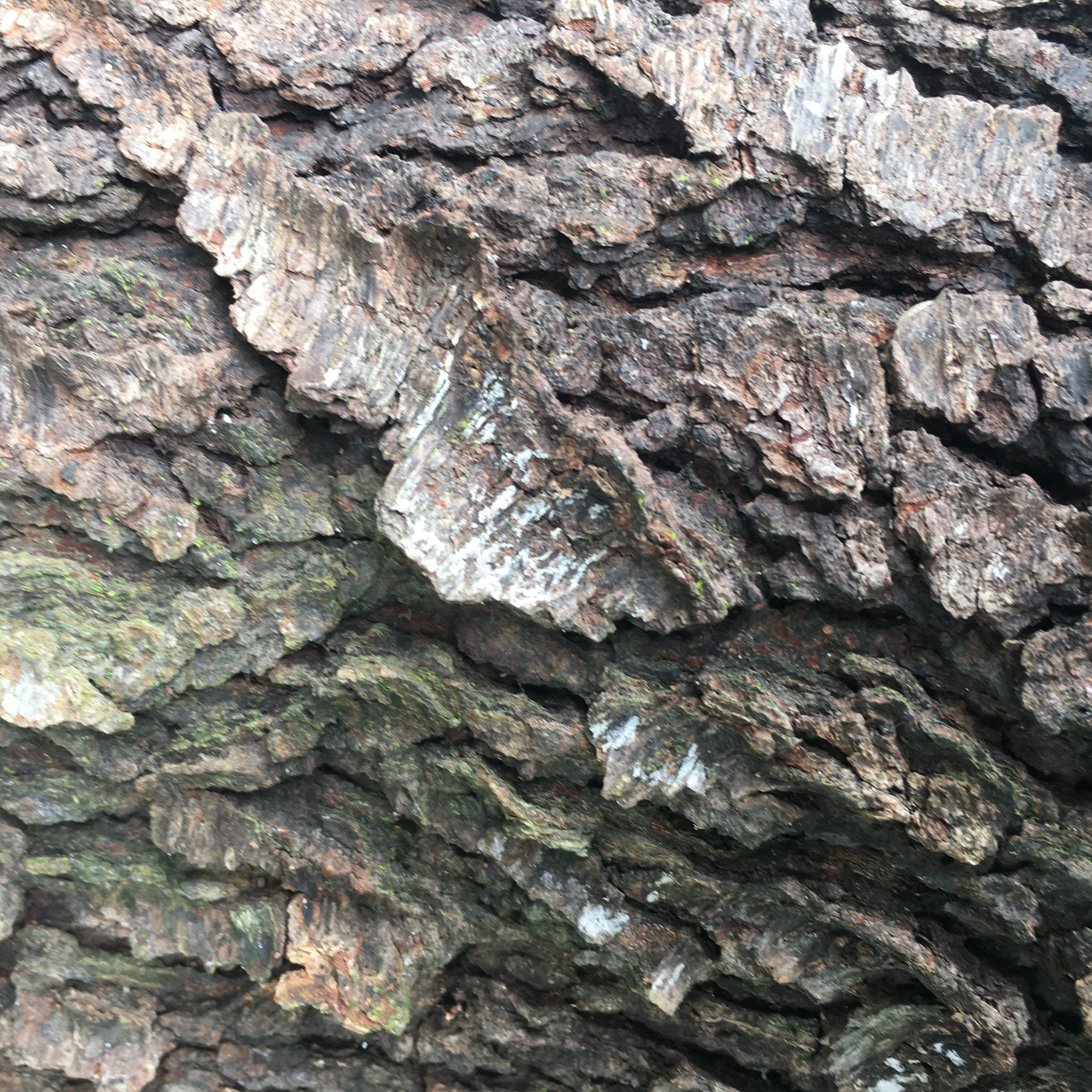 Nature Texture Pack Lite free Texture | CGTrader