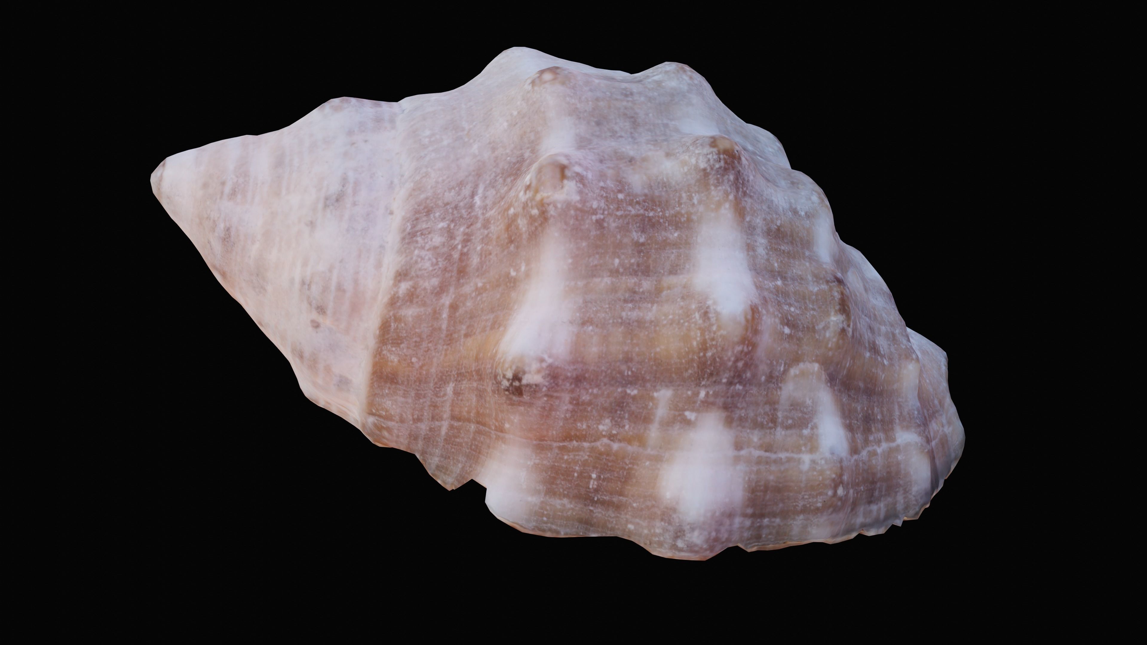 3D model Small Red Mouthed Rock Shell VR / AR / low-poly | CGTrader