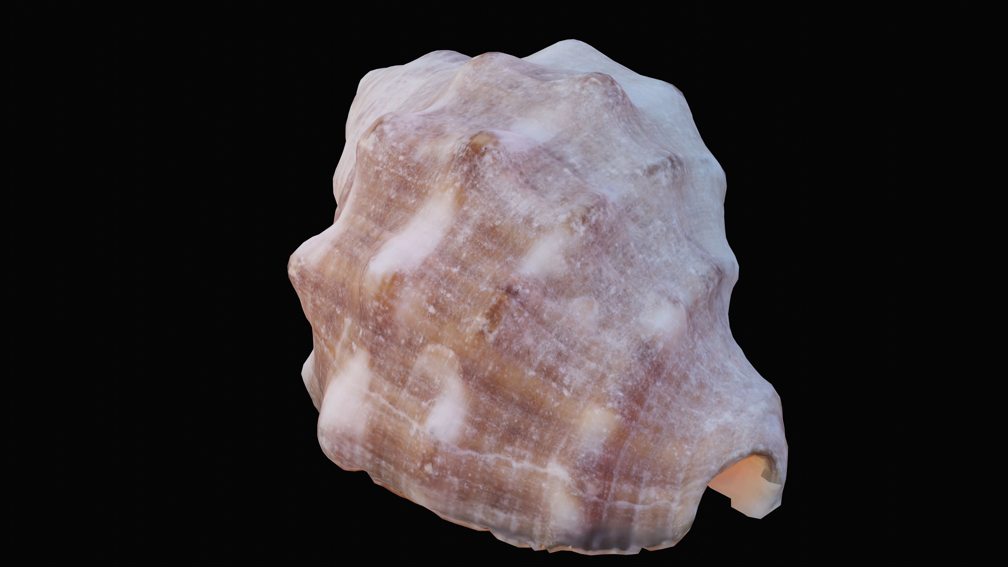 3D model Small Red Mouthed Rock Shell VR / AR / low-poly | CGTrader