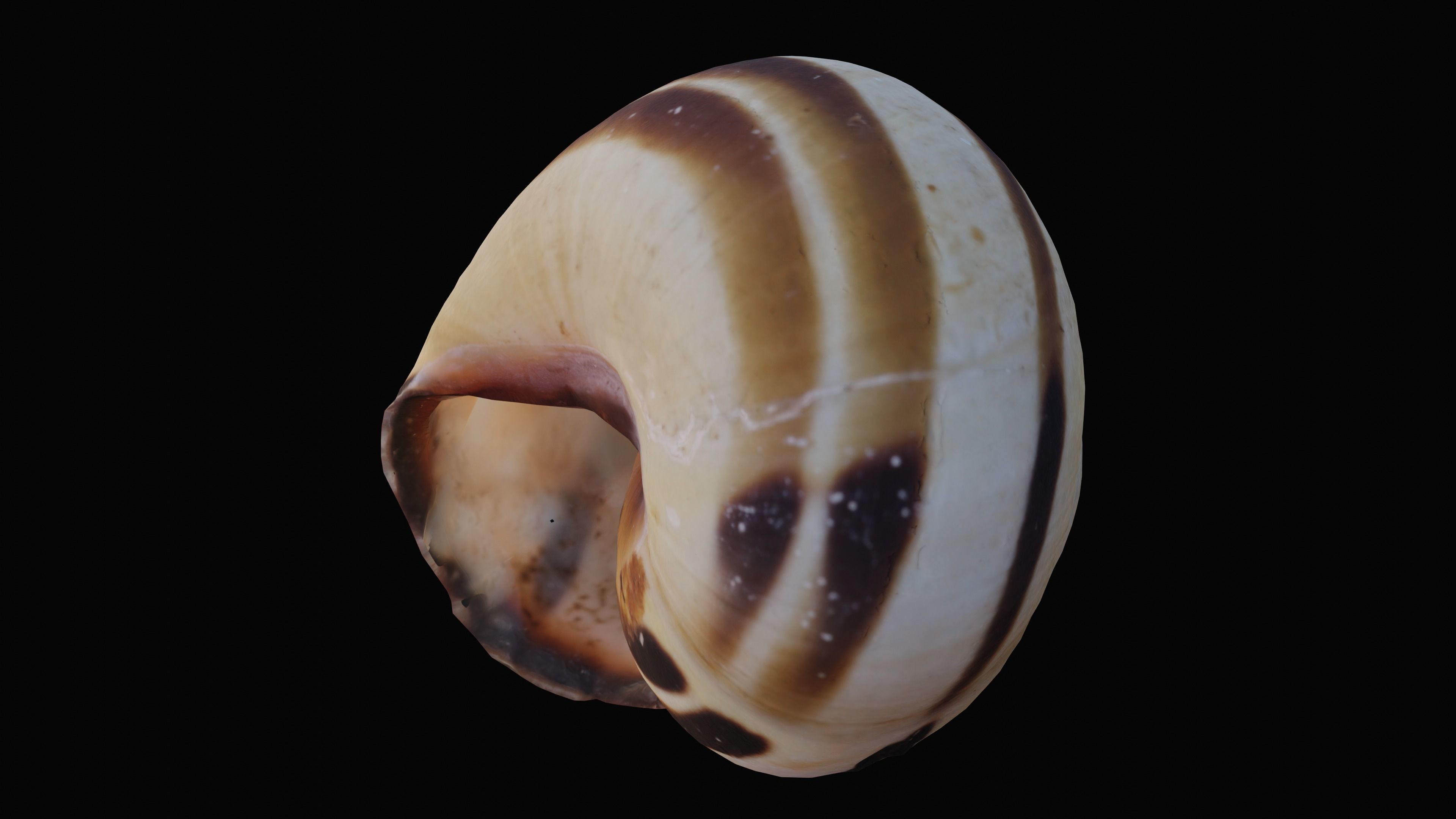 3D model Grove Band Snail Shell VR / AR / low-poly | CGTrader