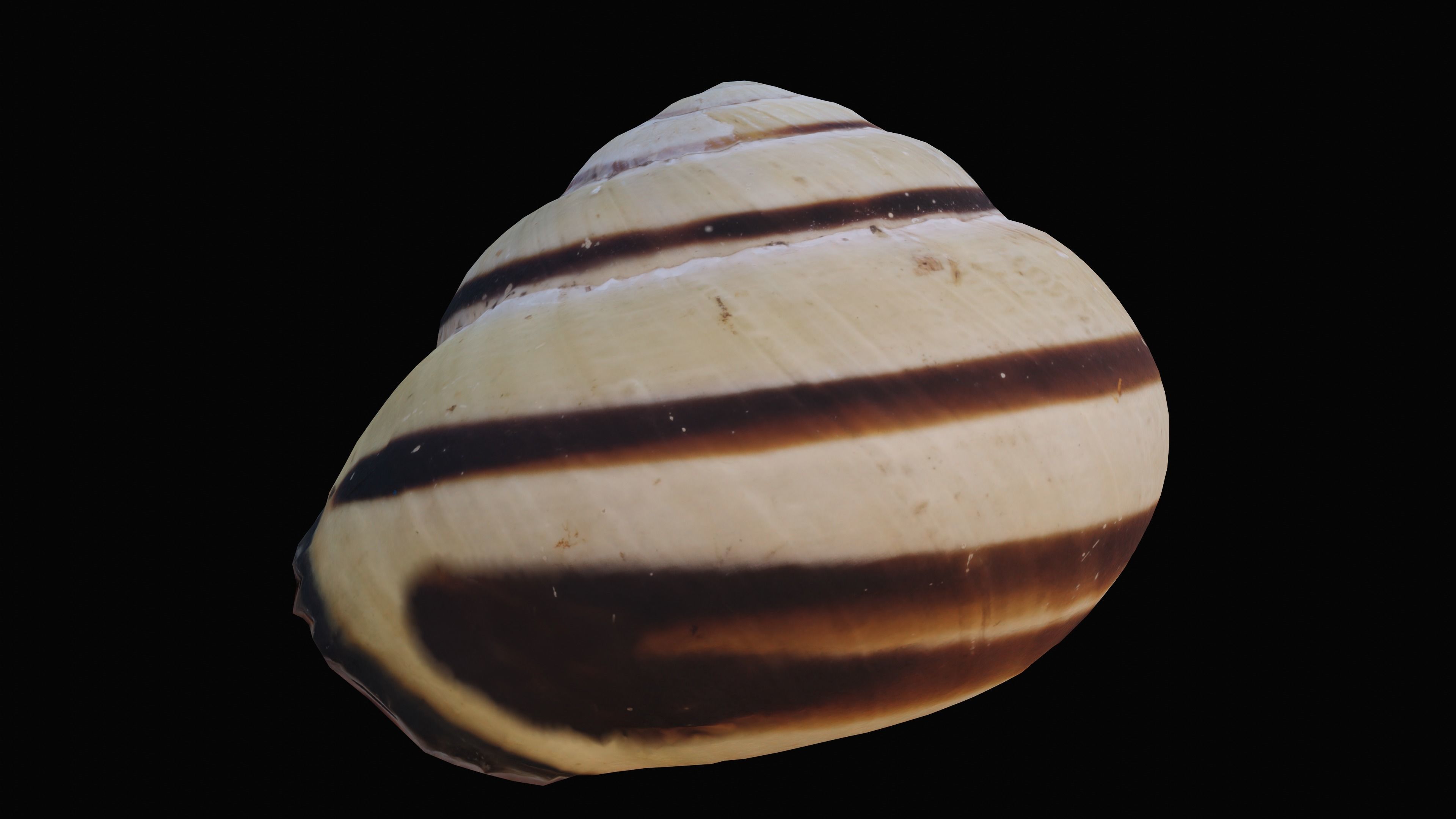 3D model Grove Band Snail Shell VR / AR / low-poly | CGTrader