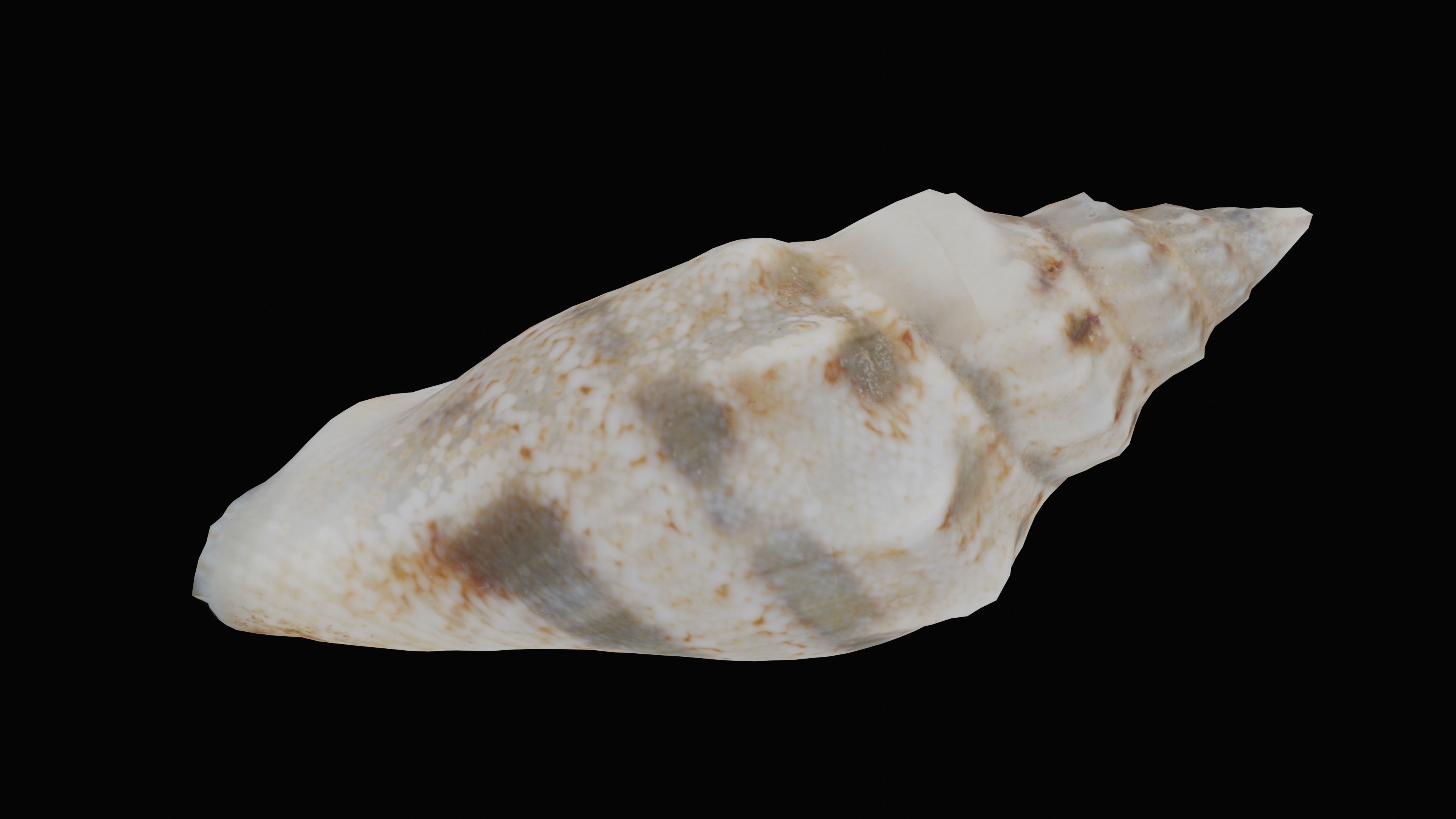3D model Juvenile Conch Sea Shell VR / AR / low-poly | CGTrader