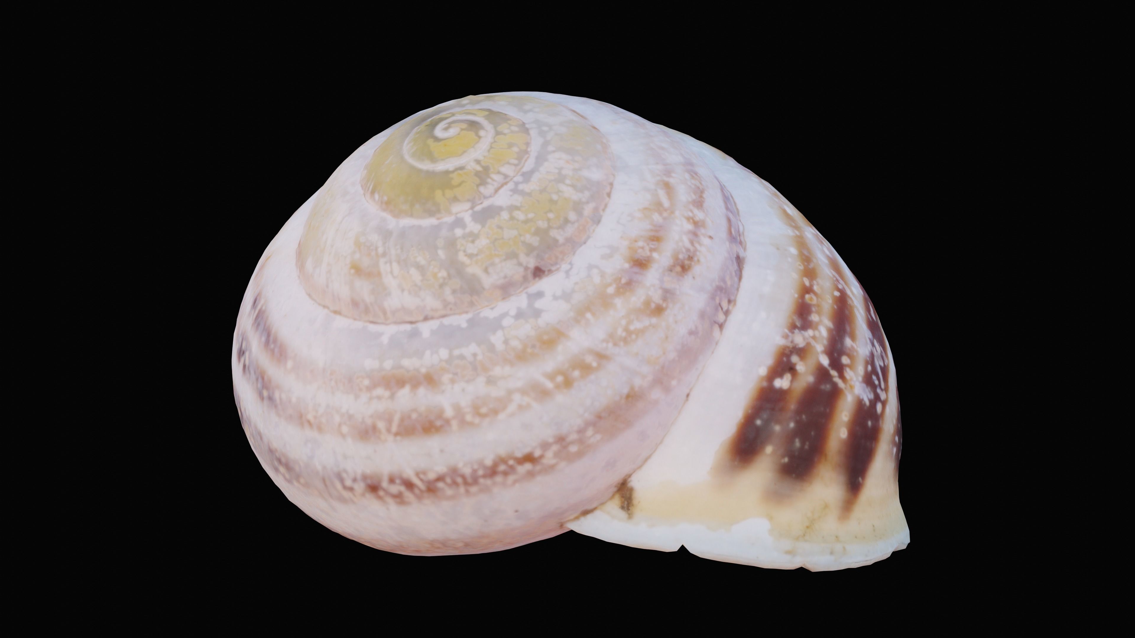 3D model Grove Band Snail Shell VR / AR / low-poly | CGTrader