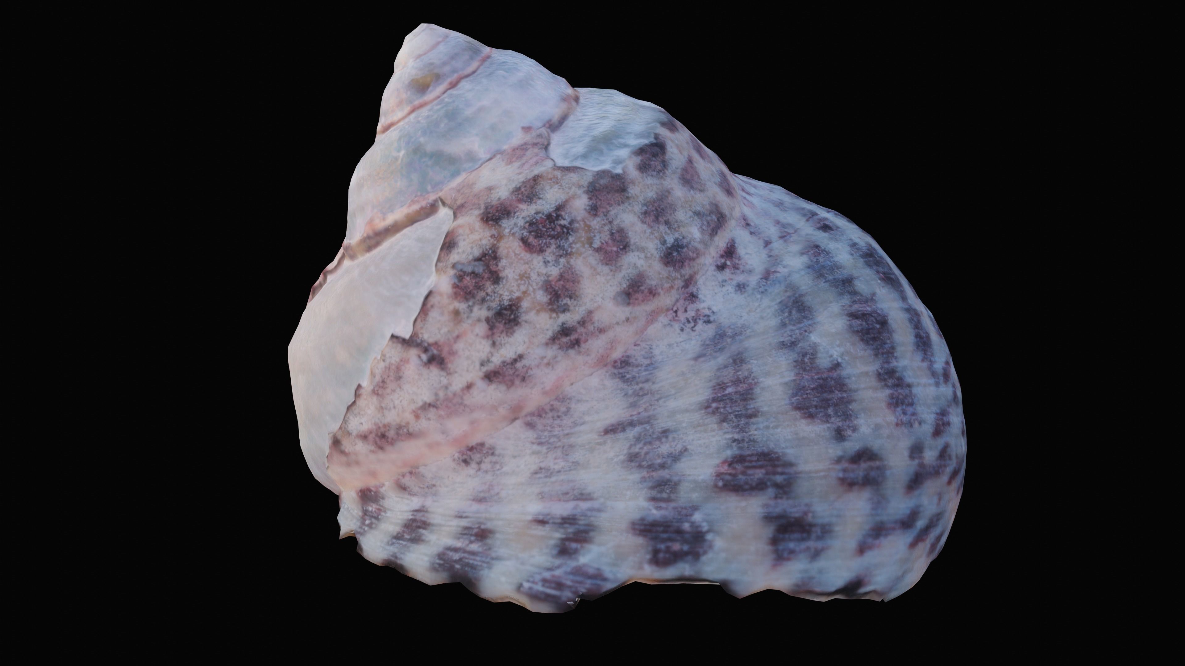 3D model Tessellate Nerita Sea Shell VR / AR / low-poly | CGTrader