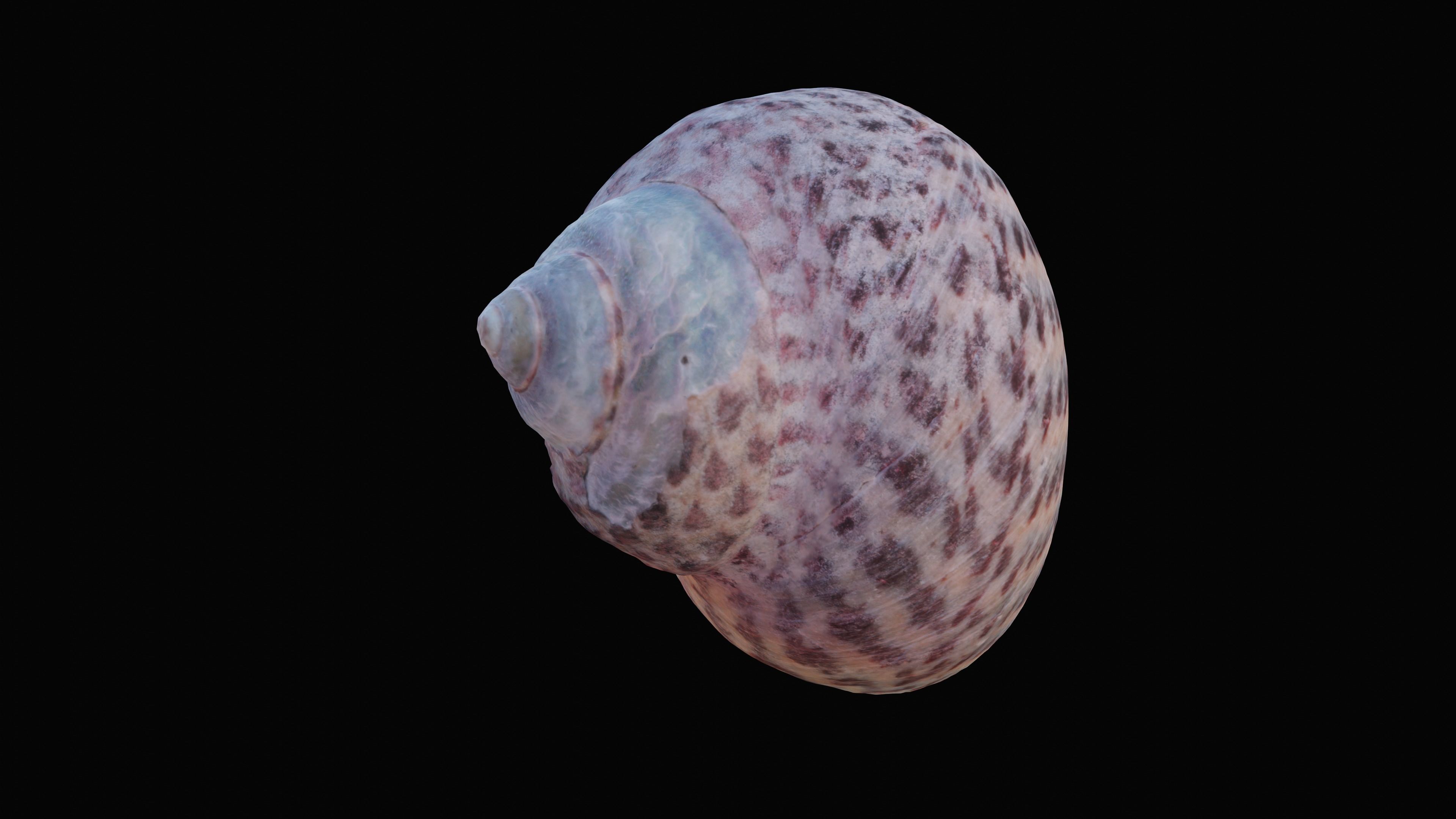 3D model Tessellate Nerita Sea Shell VR / AR / low-poly | CGTrader