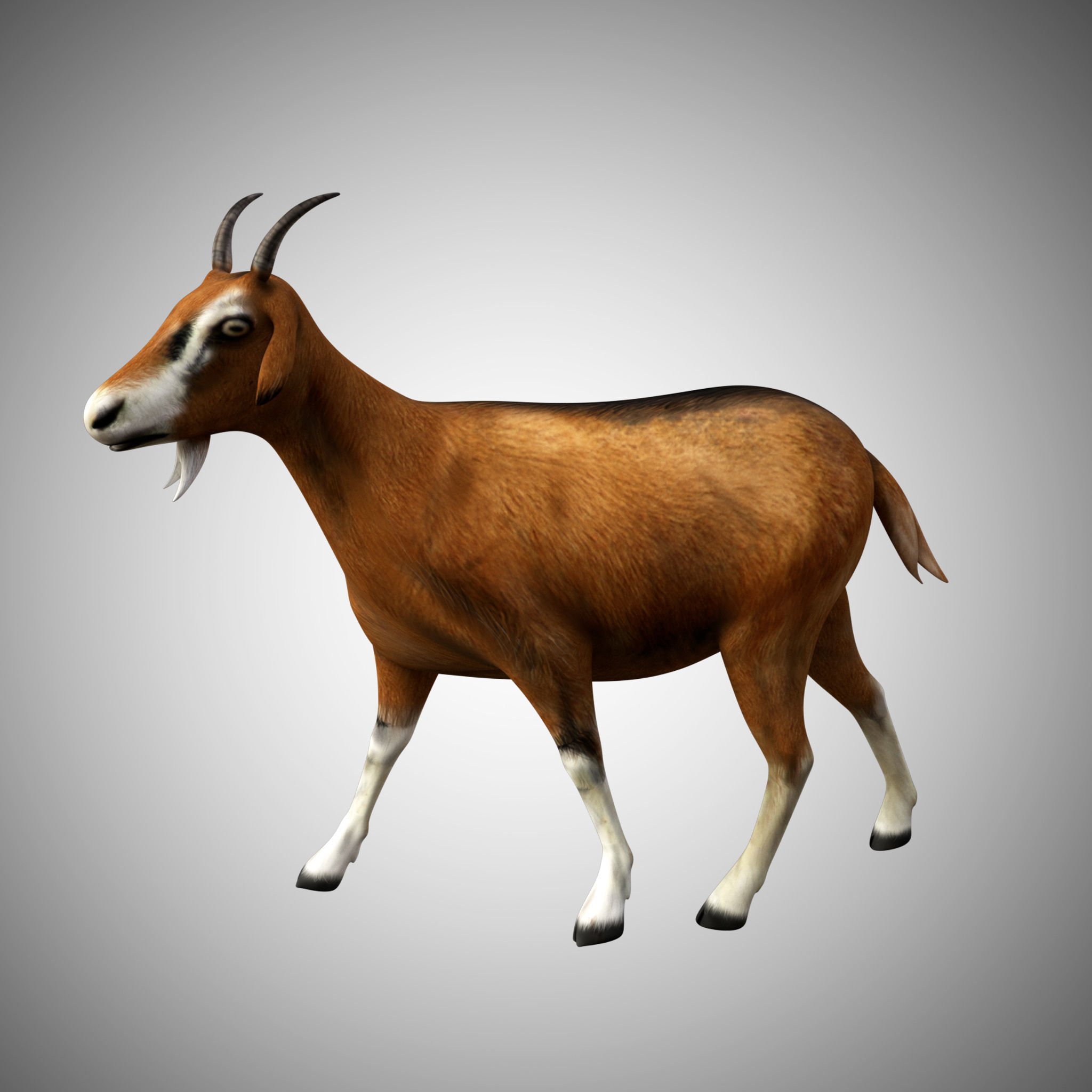 3D model 3d Goat VR / AR / low-poly | CGTrader