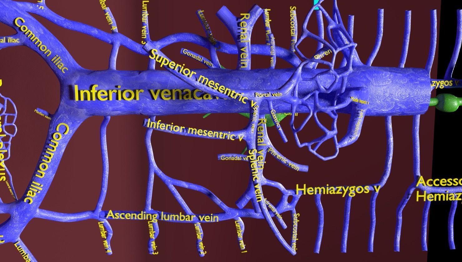 Venous system thorax abdominal vein labelled 3D model | CGTrader