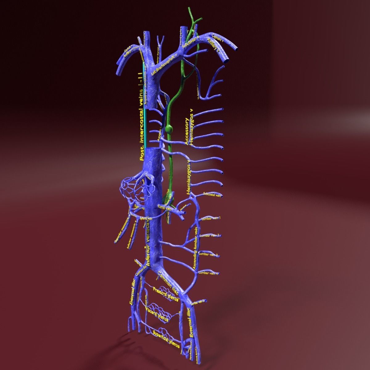 Venous system thorax abdominal vein labelled 3D model | CGTrader