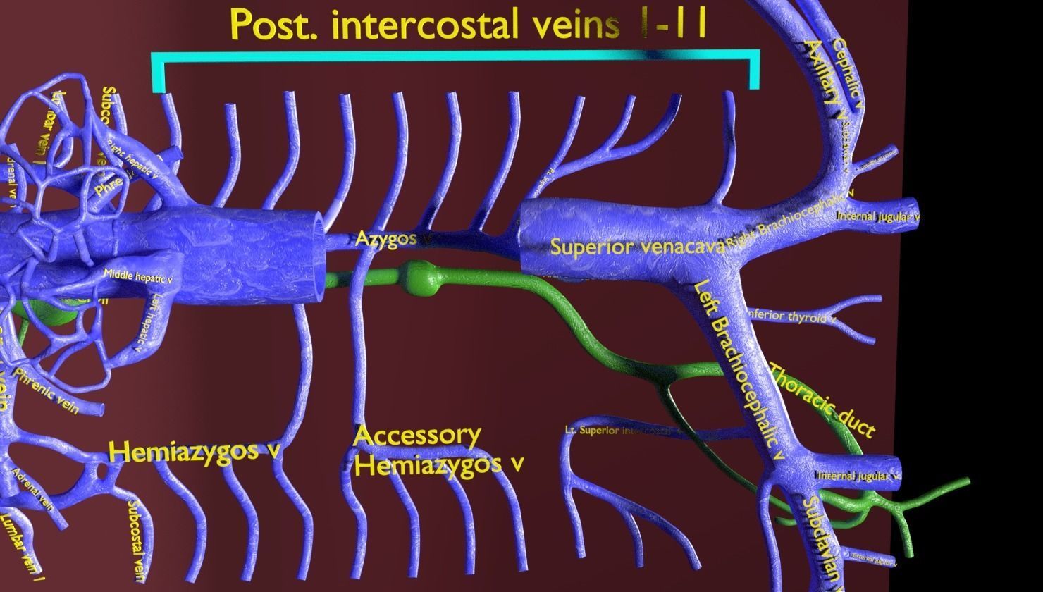 Venous system thorax abdominal vein labelled 3D model | CGTrader