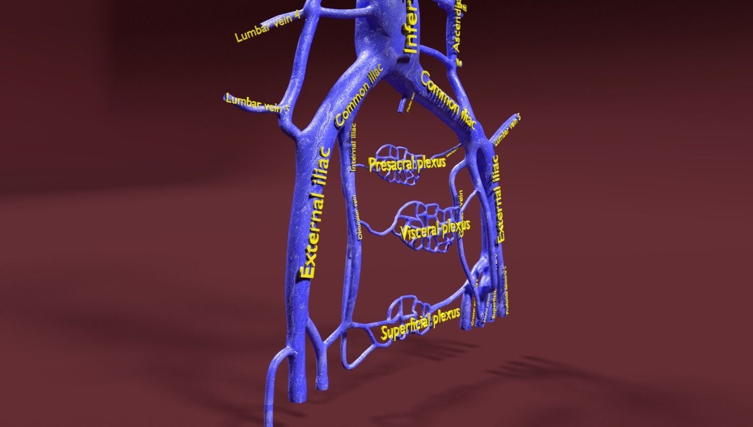 Venous system thorax abdominal vein labelled 3D model | CGTrader