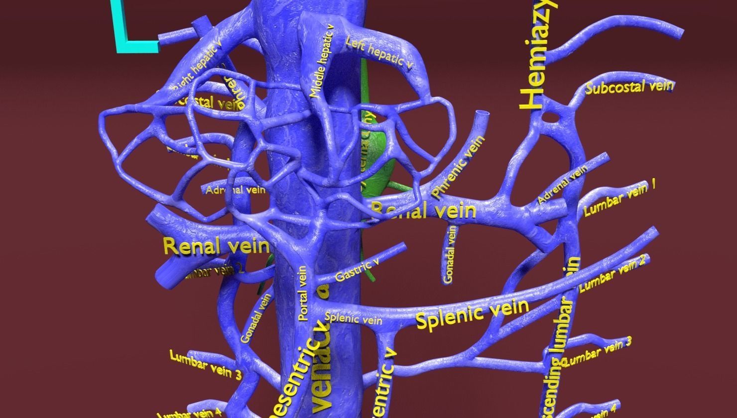 Venous system thorax abdominal vein labelled 3D model | CGTrader