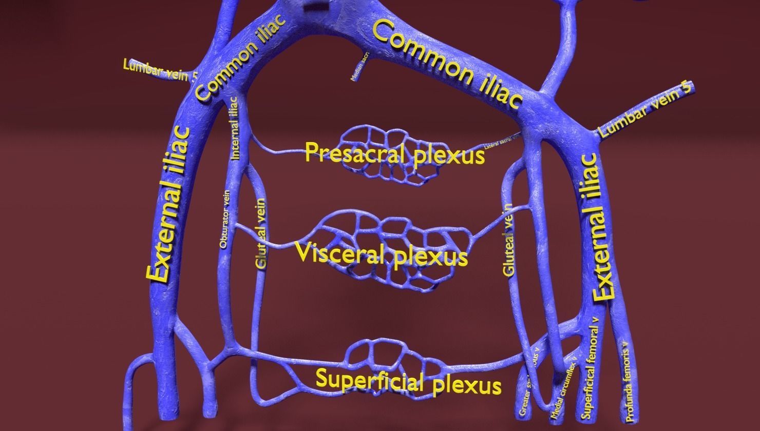 Venous system thorax abdominal vein labelled 3D model | CGTrader