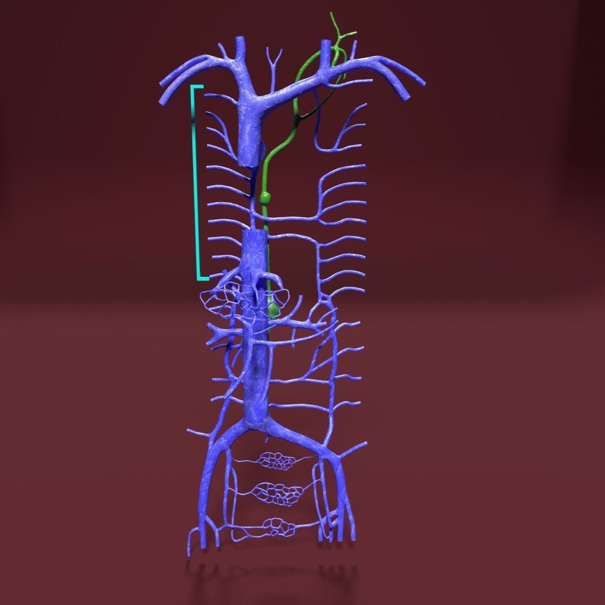 Venous system thorax abdominal vein labelled 3D model | CGTrader