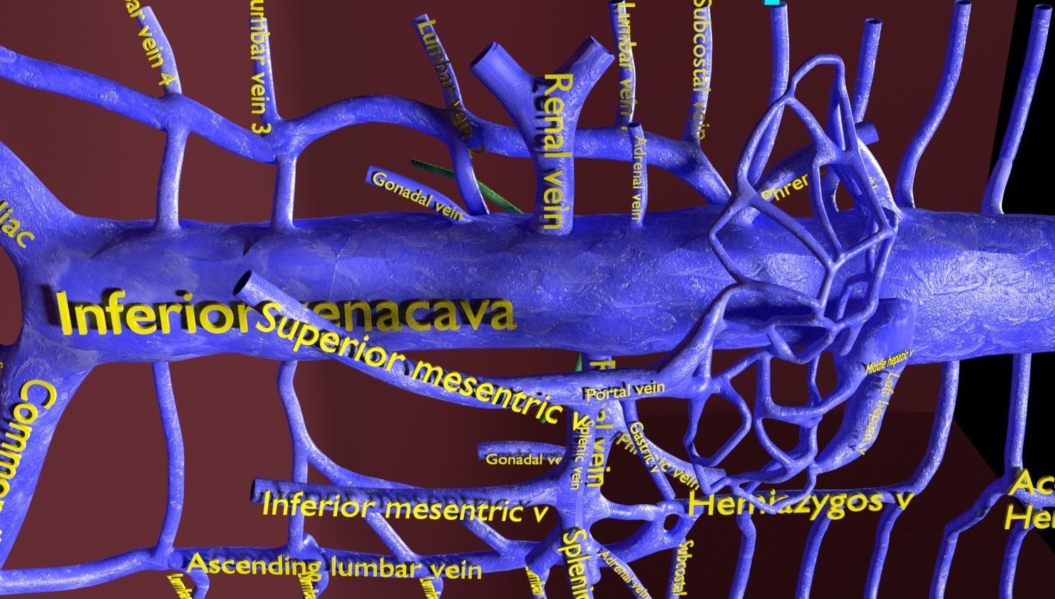 Venous system thorax abdominal vein labelled 3D model | CGTrader