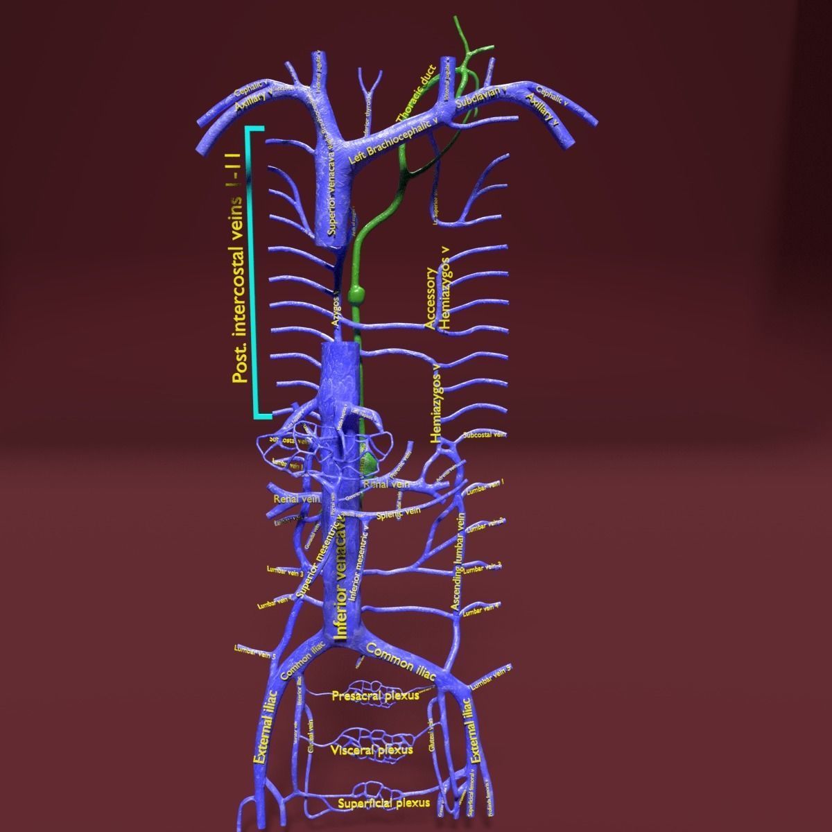 Venous system thorax abdominal vein labelled 3D model | CGTrader