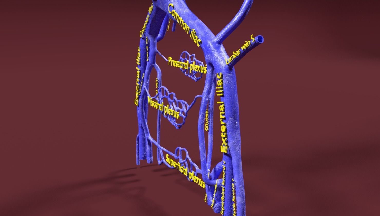 Venous system thorax abdominal vein labelled 3D model | CGTrader