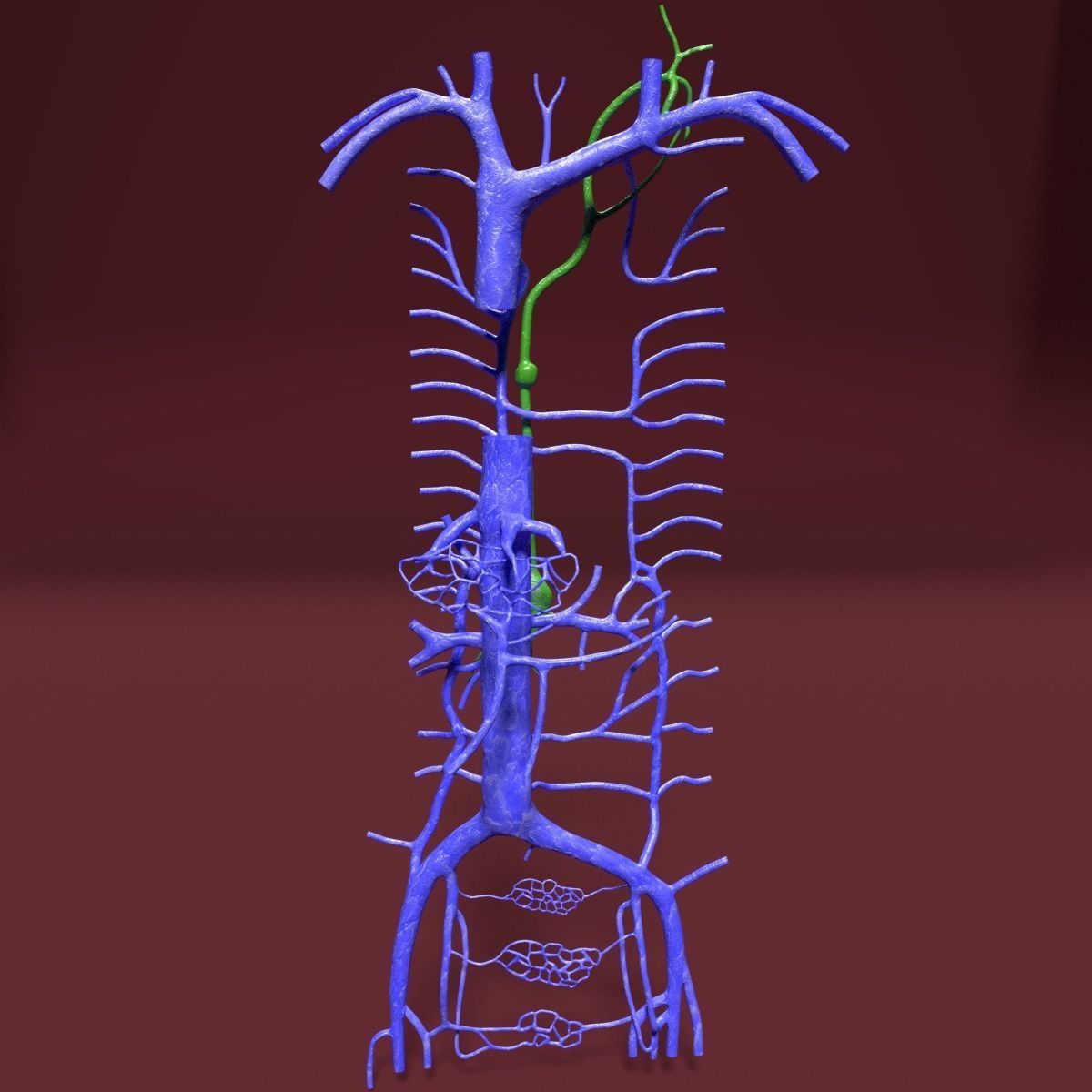 Venous system thorax abdominal vein labelled 3D model | CGTrader