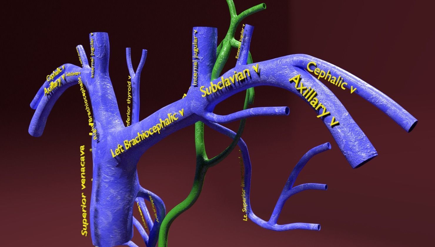 Venous system thorax abdominal vein labelled 3D model | CGTrader
