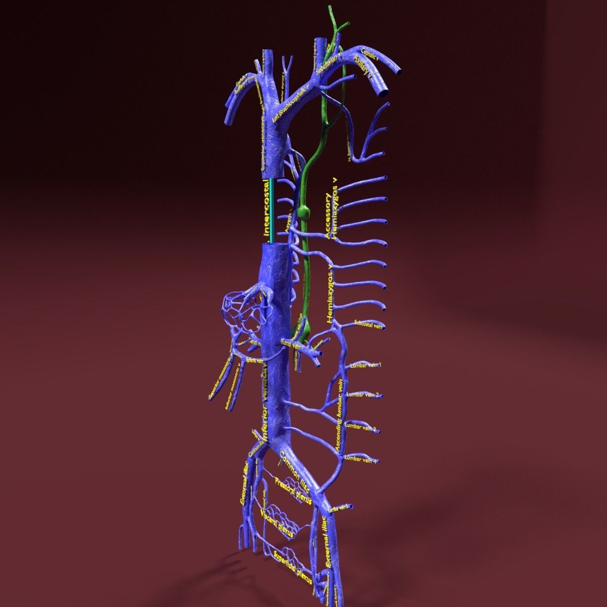 Venous system thorax abdominal vein labelled 3D model | CGTrader