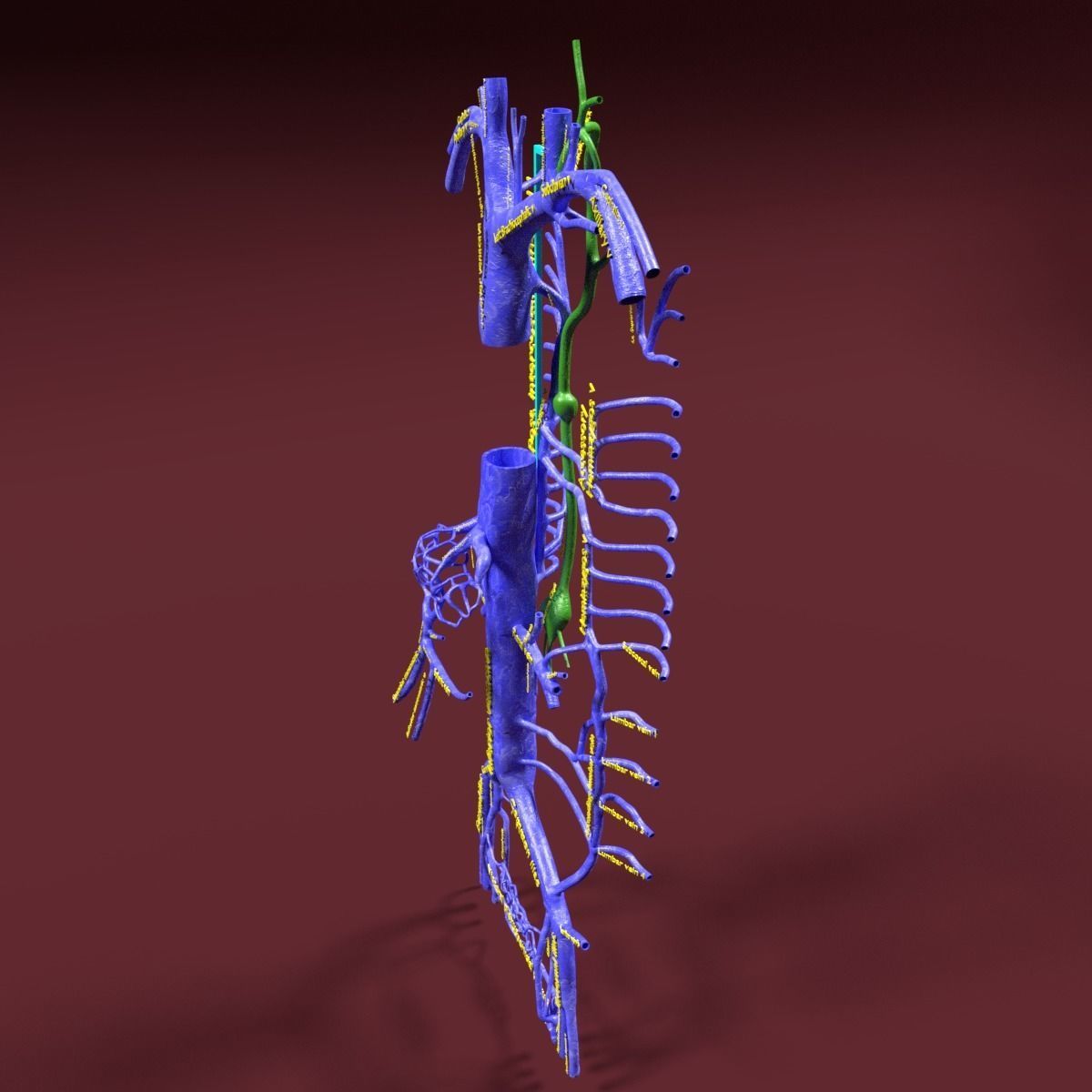 Venous system thorax abdominal vein labelled 3D model | CGTrader