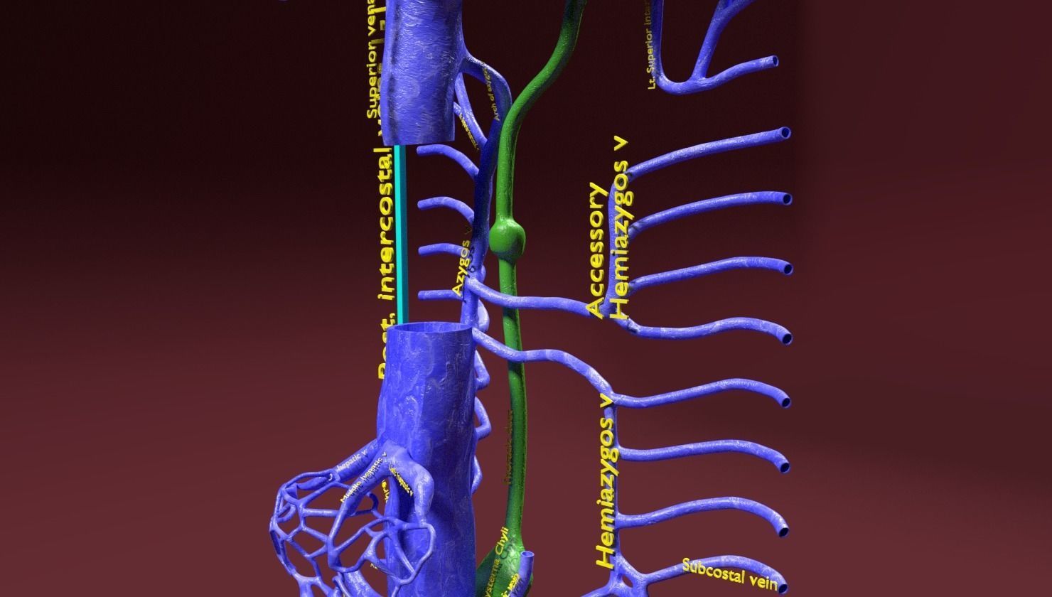 Venous system thorax abdominal vein labelled 3D model | CGTrader