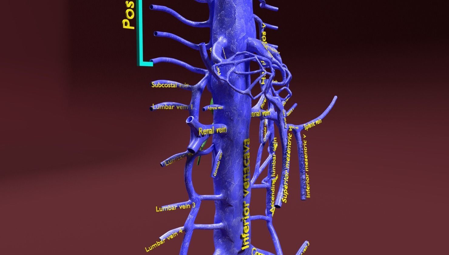 Venous system thorax abdominal vein labelled 3D model | CGTrader