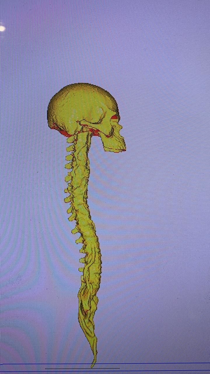 predator trophy 3D model 3D printable | CGTrader