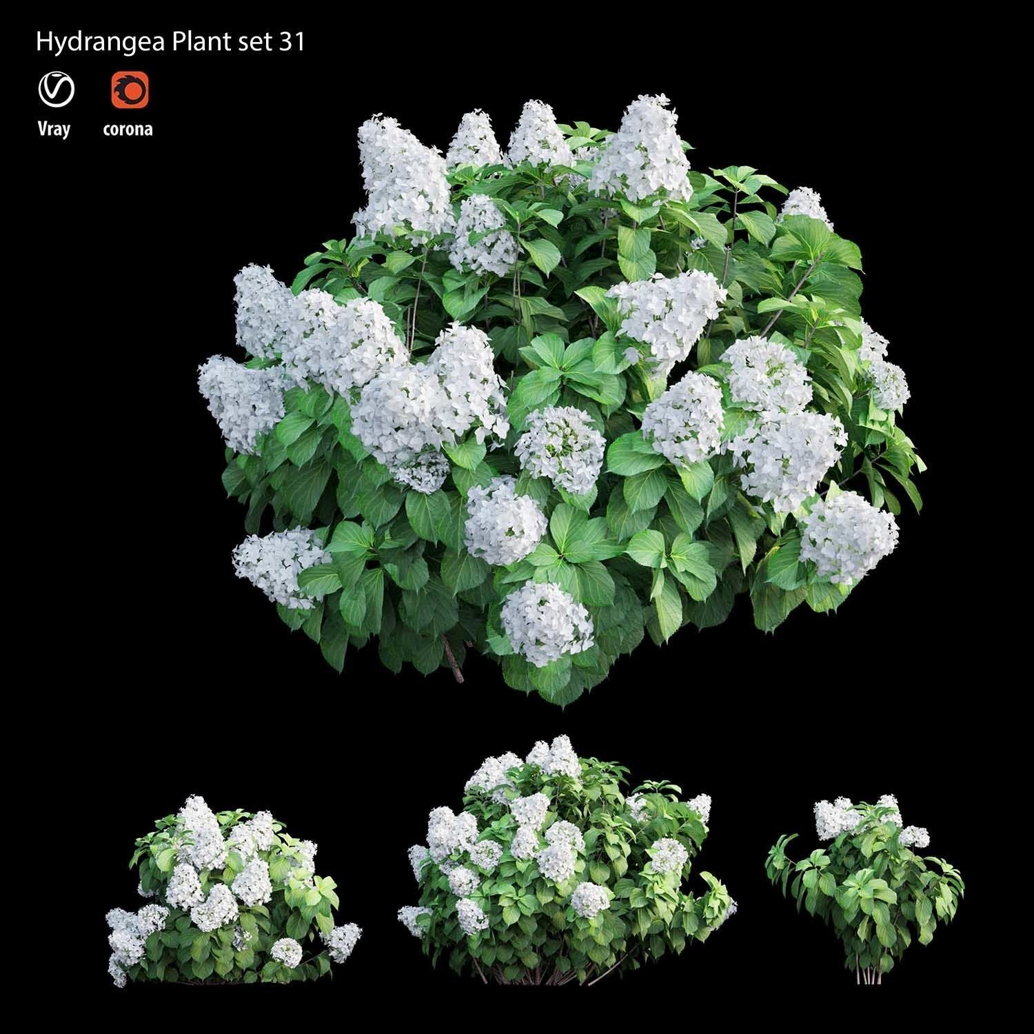 Hydrangea Plant set 31 3D model | CGTrader