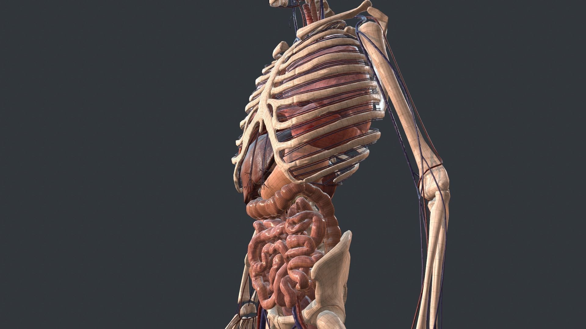 3D model Animated Human Body with circulatory system VR / AR / low-poly ...