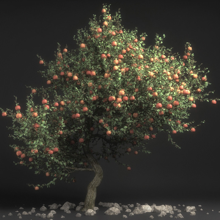 Pirus Malus Apple Tree 3D model | CGTrader