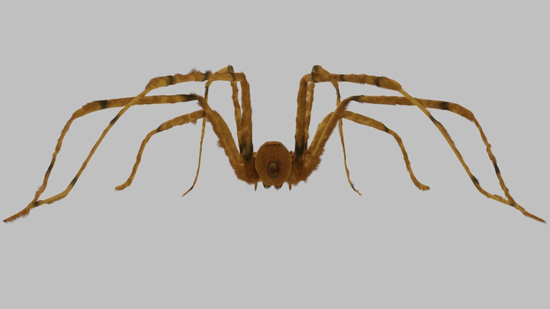 3D model the gigant spider VR / AR / low-poly | CGTrader