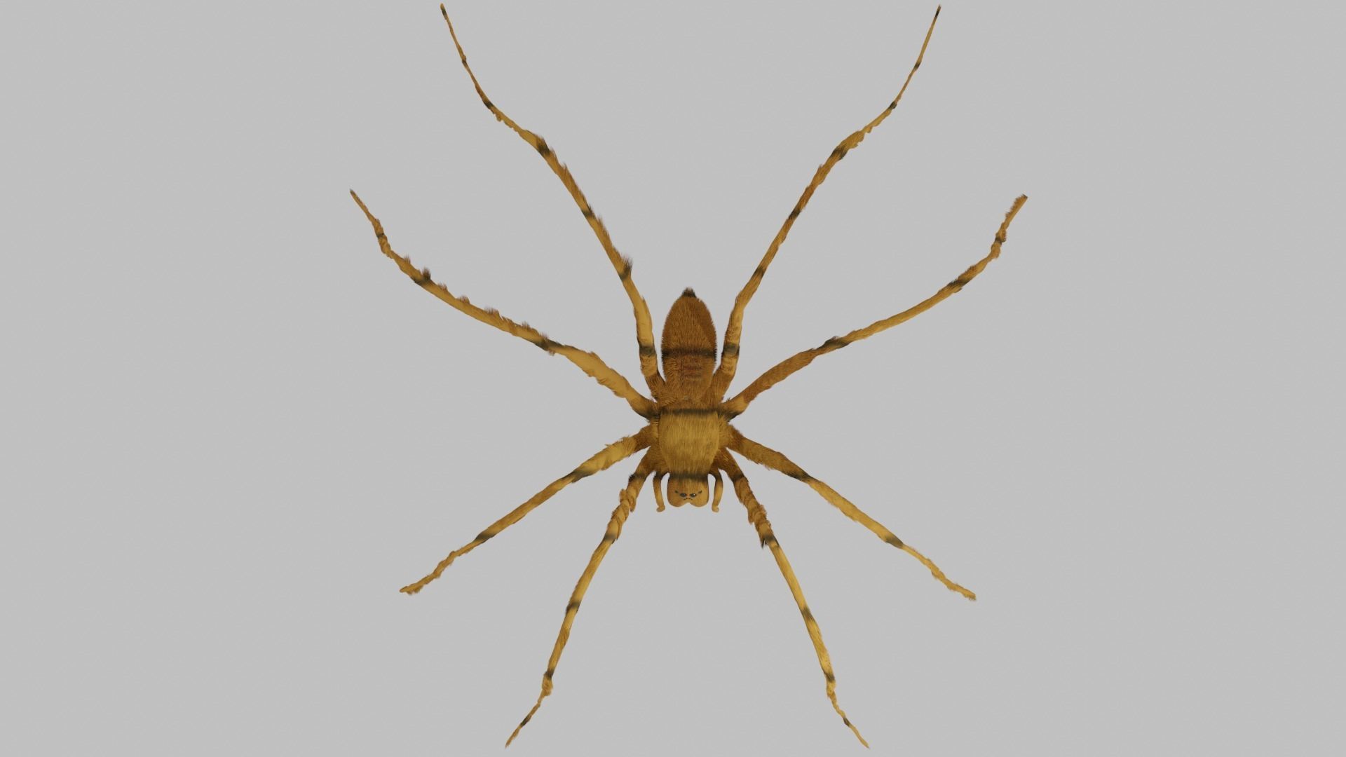 3D model the gigant spider VR / AR / low-poly | CGTrader