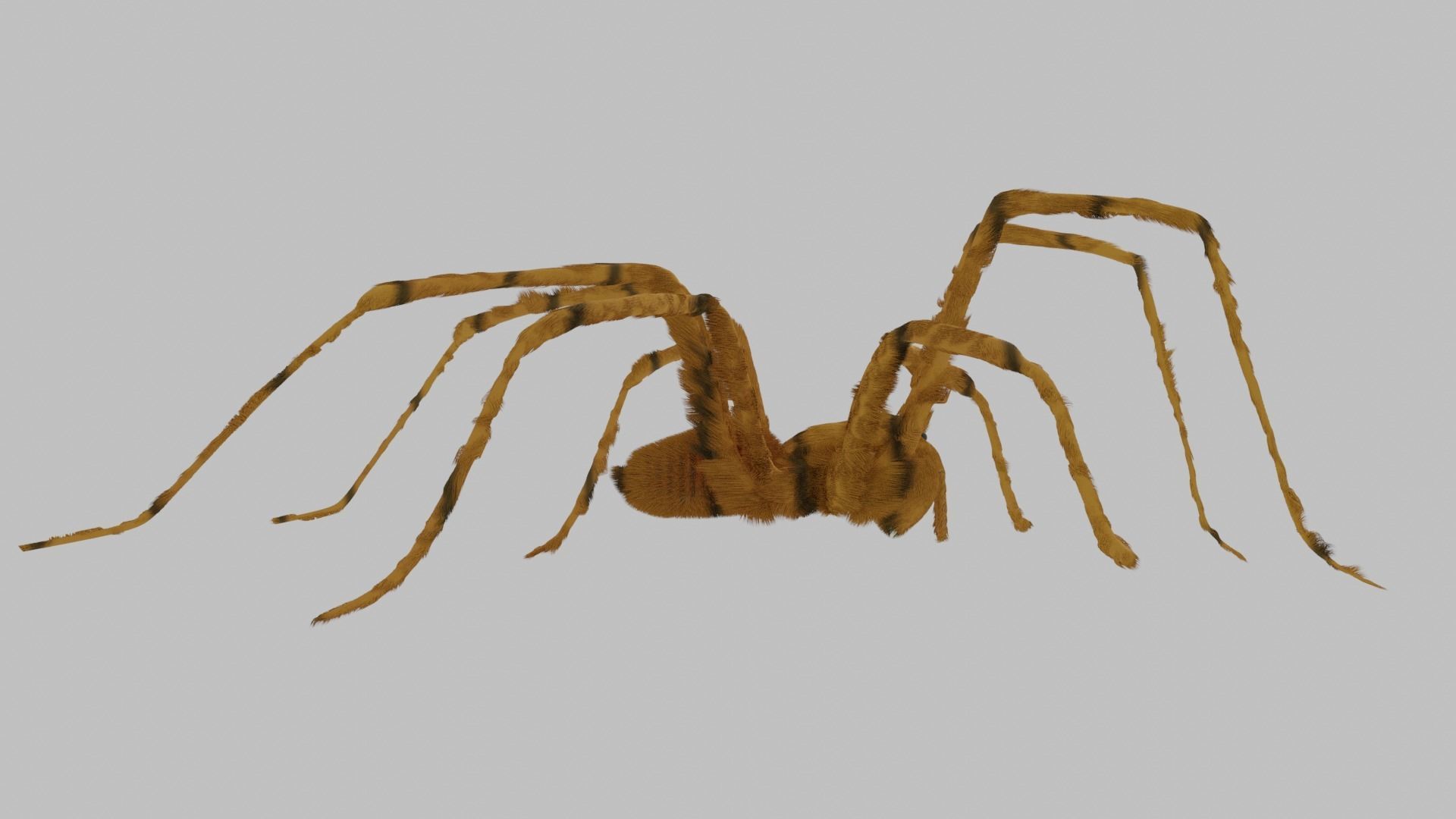3D model the gigant spider VR / AR / low-poly | CGTrader