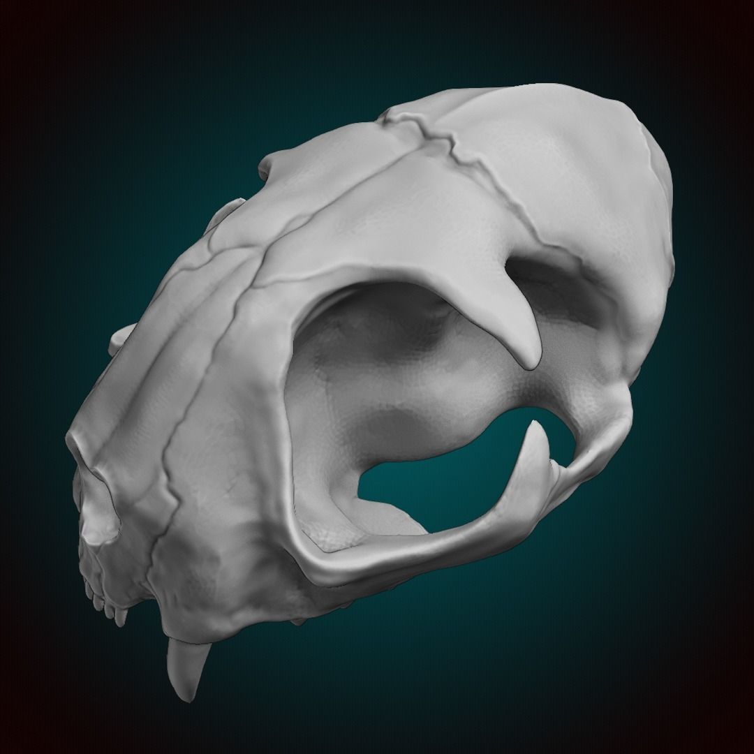 Cat Skull 3D model | CGTrader