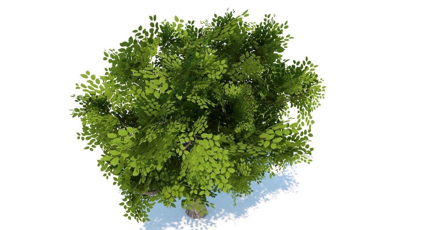 3D model Tree Optimized VR / AR / low-poly | CGTrader