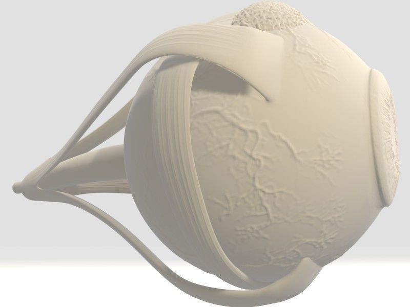 Anatomy Eye Printable 3D model 3D printable | CGTrader