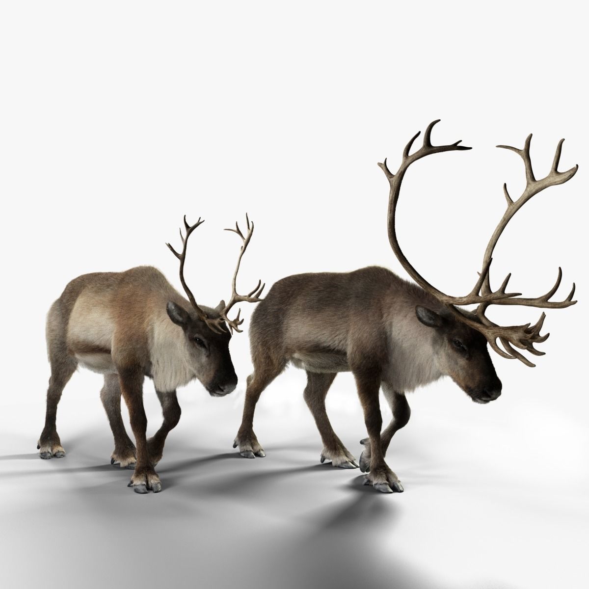 ReinDeer Male and Female Animated 3D model animated rigged | CGTrader
