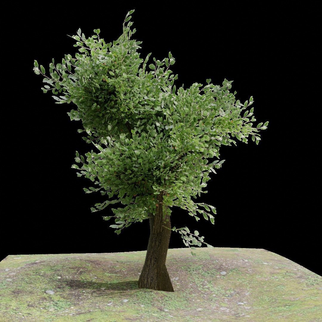 Low poly Tree free 3D model | CGTrader