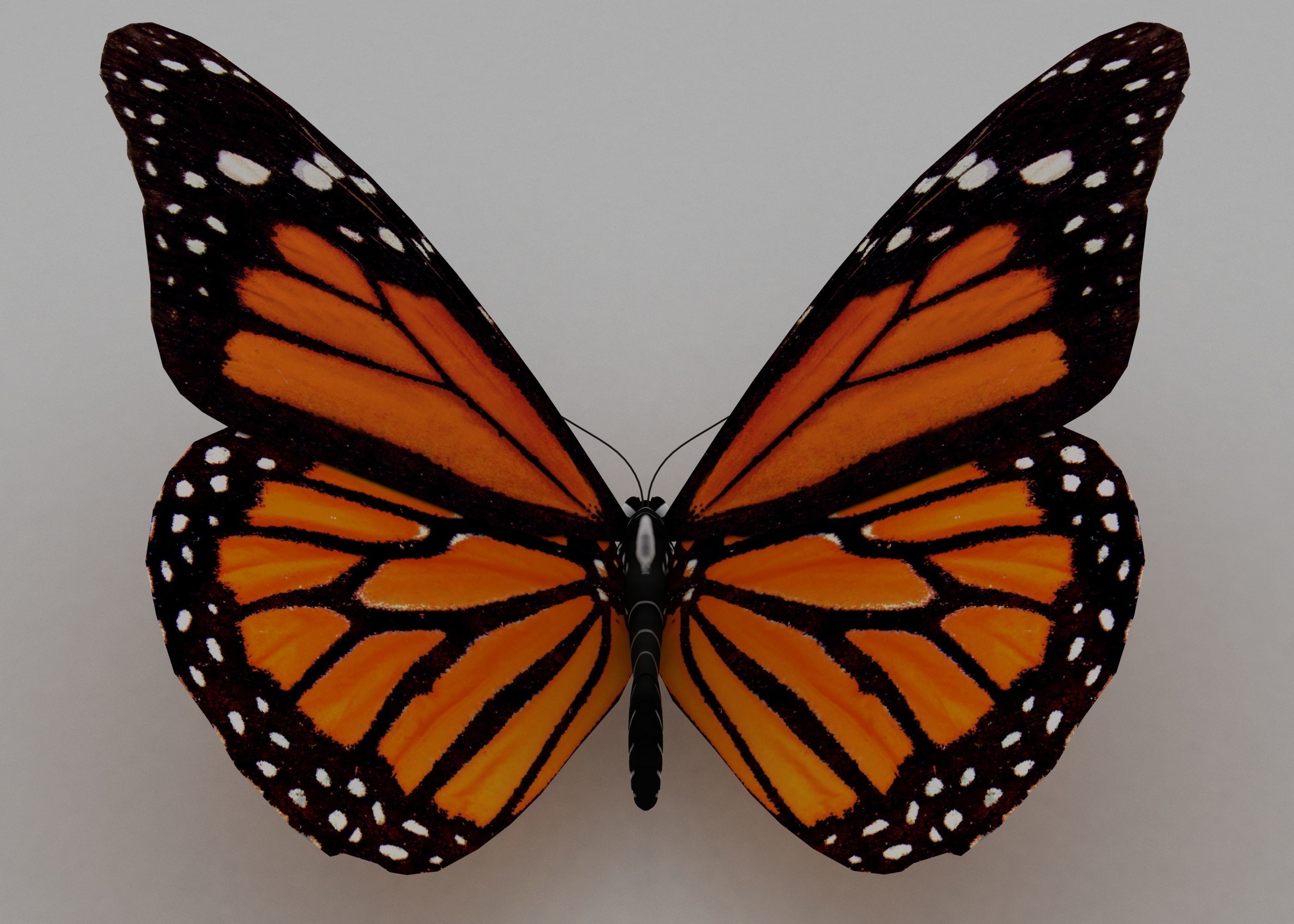 3D model flutter butterfly | CGTrader